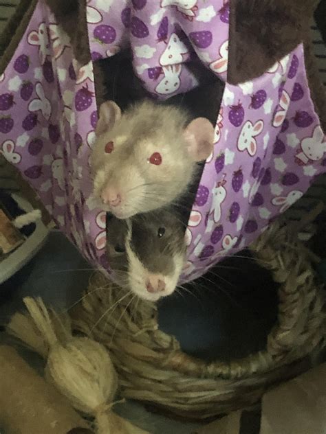Rat Stack 🐭 Rrats