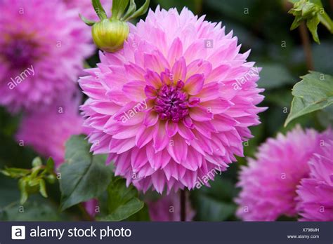 Georgina Dahlia Sakura Fubuki Dahlia High Resolution Stock Photography ...