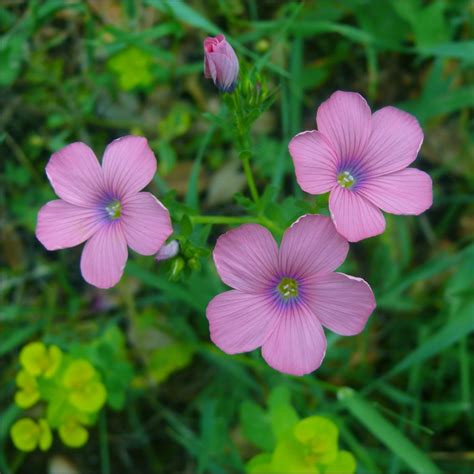 Lein Arbeitsgemeinschaft Bienenvielfalt