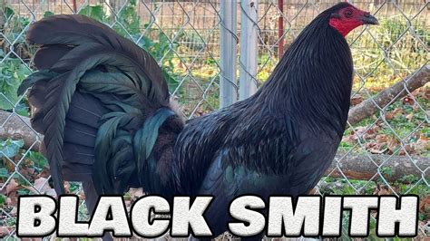 Sid Taylor Black Gamefowl