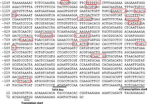 Cis Element Analysis In The 5′ Upstream Region Kp861890 Of Musanac68