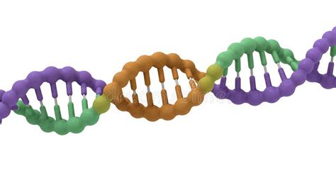 Three Dimensional Representation Of A Dna Double Helix With A Stylized