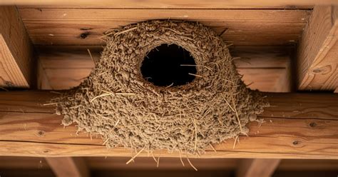 Qué Significa Que Aparezca Un Nido De Barro De Hornero En Casa Infobae