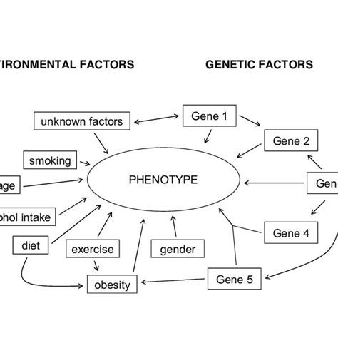 Overview Of The Metabolic Pathways Of Hdl And Reverse Cholesterol