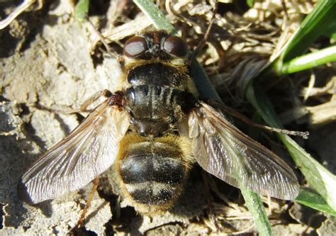 Discussion Forum Id Please Hypoderma Diana