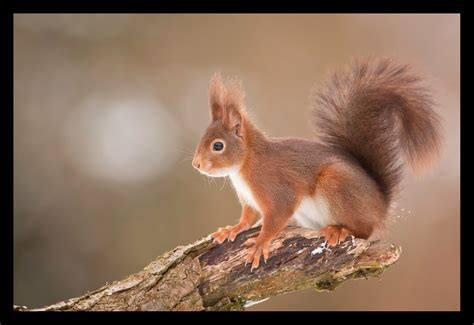 Ecureuil Roux Photo Et Image Animaux Animaux Domestiques Rongeurs