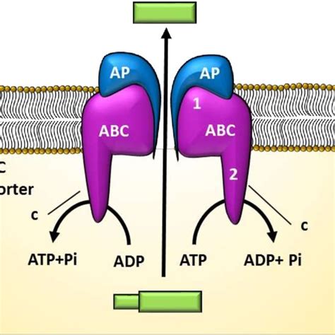 Biosynthesis Of Class Ii Bacteriocins Modified Of Chen And Hoover