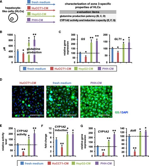 Figure 3 From Human Escipsc Derived Hepatocyte Like Cells Achieve Zone