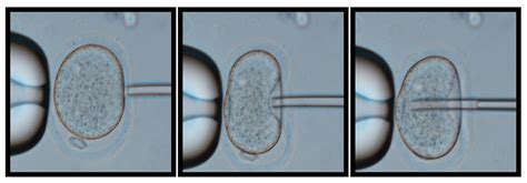 Junaid Kashir Khalifa University