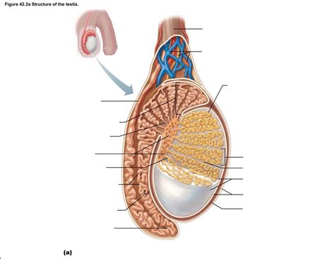 Structure Of Testis Diagram Quizlet