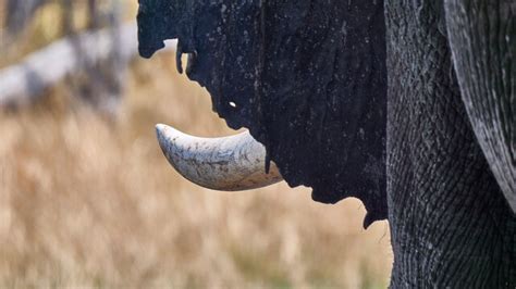 รูปภาพatmark เลือกดูภาพถ่ายสต็อก เวกเตอร์ และวิดีโอ19773 Adobe Stock