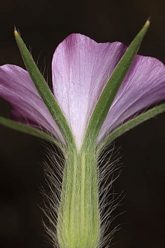 Agrostemma Githago L