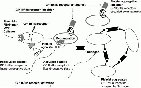 Platelet Receptors And Drug Targets Thoracic Key