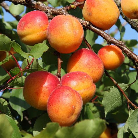 Prunus Armeniaca Harcot Apricot 45 Off