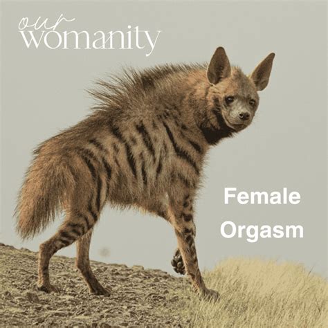 Female Orgasm Our Womanity With Dr Rachel Pope
