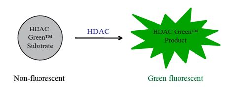A Homogeneous Fluorimetric Hdac Activity Assay Using Non Peptide Hdac Green Substrate Aat Bioquest