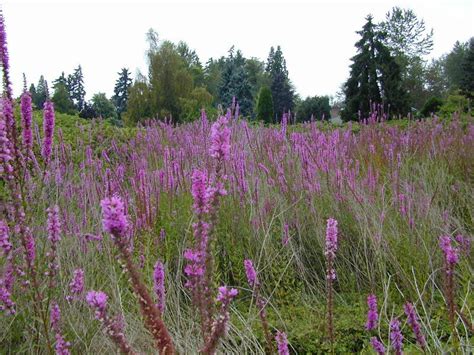 Purple Loosestrife Identification And Control King County Washington