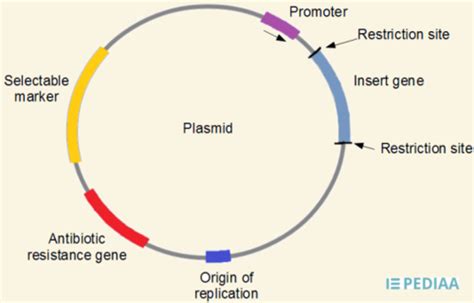 Introduction To Plasmids Flashcards Quizlet