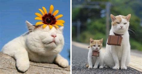 Summer Cat Memes