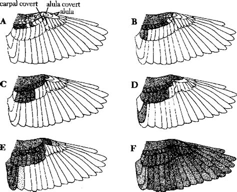 Figure 2 From Molt Limits In North American Passerines Semantic Scholar