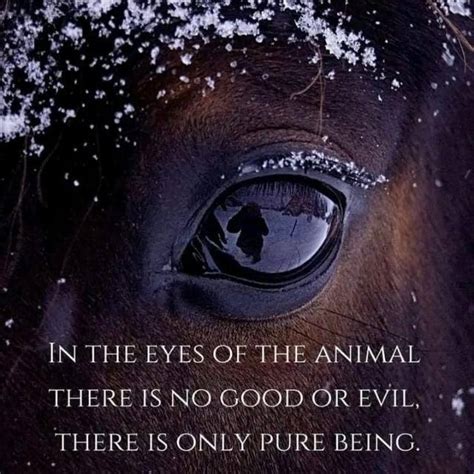 Reilly Travers A Boomslang Is One Of The Most Venomous Facebook