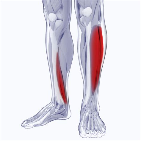 Anatomy Of Shin Shin Splints 🩺singapore Sports And Orthopaedic
