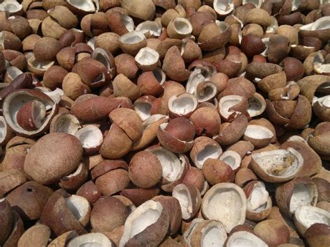 Dry Coconut Copra For Oil Industry Packaging Type Loose At ₹ 160kg