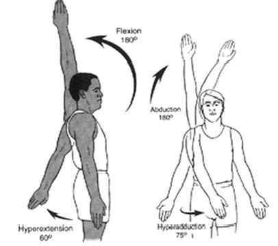 Shoulder Flexion And Extension