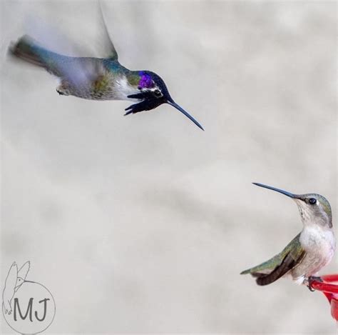 How To Identify A Hummingbirds Gender In 4 Easy Steps Backyard Visitors