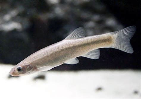 魚類図鑑・タカハヤ