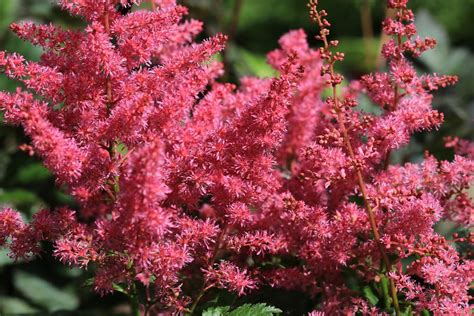 Astilbe Planting Care Watering And Pruning Plantura