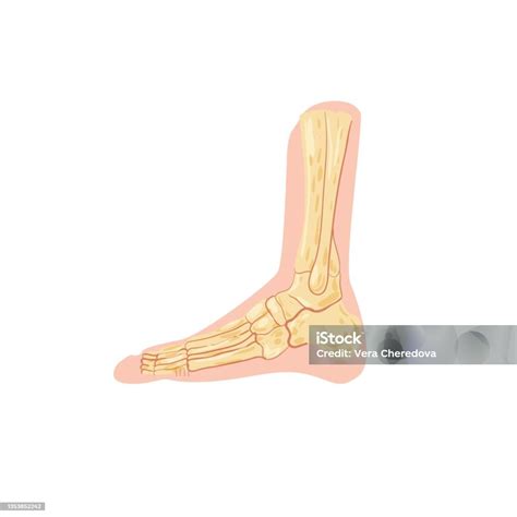Flat Cartoon Person Foot Bones Human Skeleton Anatomy Educational