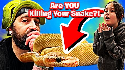 Stop Making This Deadly Ball Python Mistake Ball Python Owners Keep