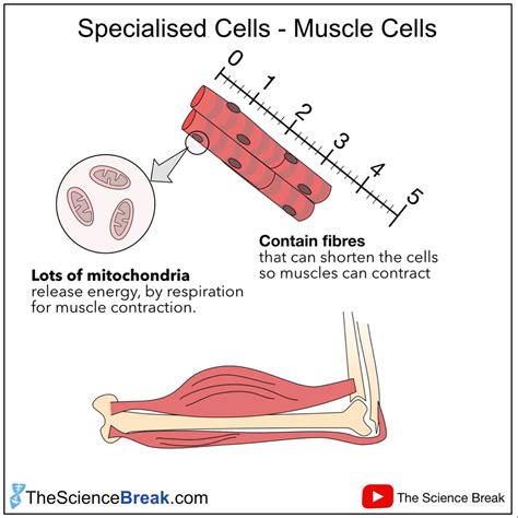Gcse Biology Pin 4 Specialisation In Muscle Cells Cell Diagram
