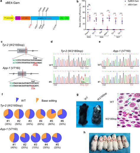 The Xbe4 Gam Mediated Efficient C To T Base Editing In Rabbits A Download Scientific Diagram