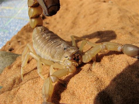 scorpion