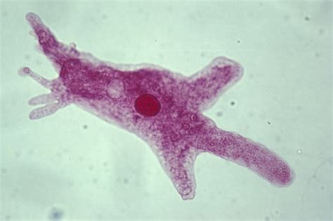 Kingdom Protista Flashcards Quizlet