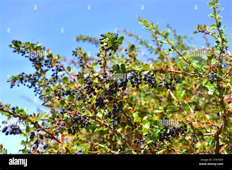 European Barberry Berberis Vulgaris Is A Thorny Shrub With Edible