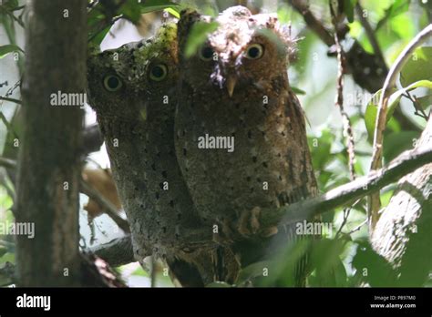 Pair Of Sokoke Scops Owl Otus Ireneae At Day Time Roost In Cynometra Manilkara Forest Part Of