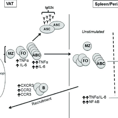Daniela Frasca University Of Miami Fl Um Miller School Of Medicine Research Profile