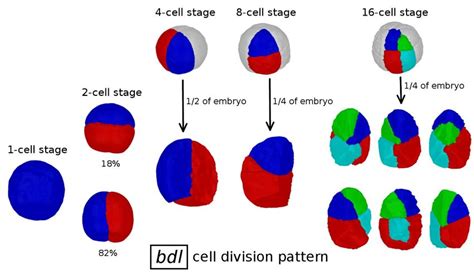4 Cell Division Pattern In Bdl Embryos Of Arabidopsis During 1 →