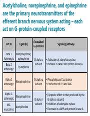 Lecture 11 Ue Pdf Acetylcholine Norepinephrine And Epinephrine Are