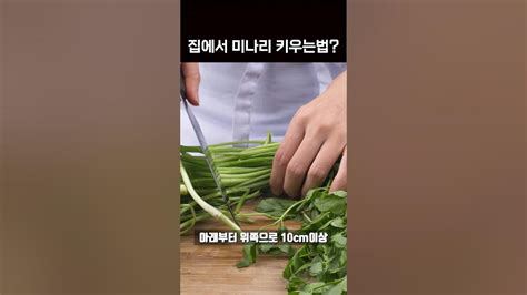 집에서 미나리 키우는 방법 1분 농사정보 Shortsvideo Youtube