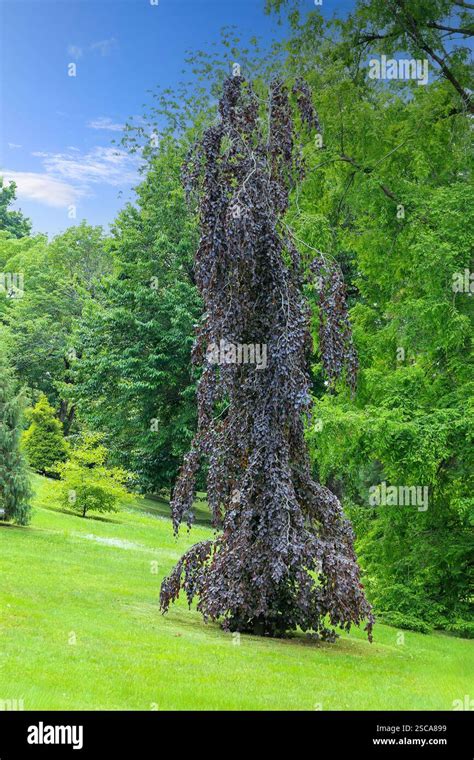 Fagus Sylvatica Purple Fountain A Weeping Copper Beech Tree Also