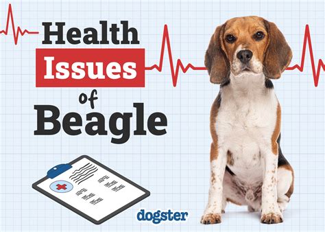 Beagle Health Issues 7 Vet Verified Common Diseases To Look Out For