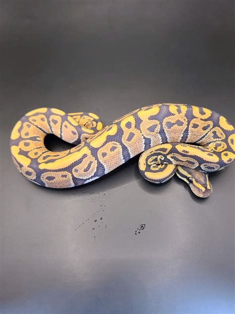 Orange Ghost Ball Python By Midmichiganmorphs Morphmarket