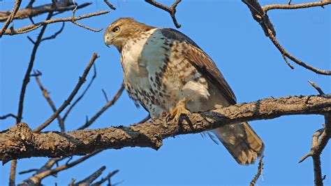 Red Shouldered Hawk Vs Red Tailed Hawk