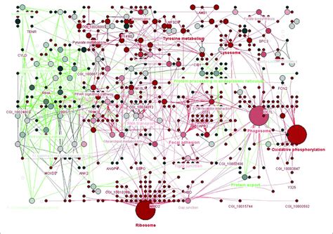 Cluego Pathway Analysis Of Enriched Differentially Expressed Genes