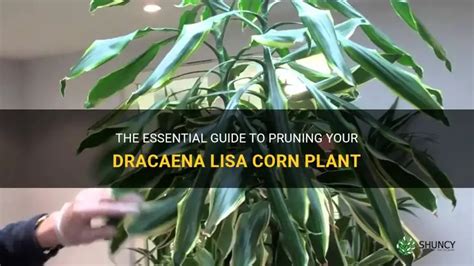 The Essential Guide To Pruning Your Dracaena Lisa Corn Plant Shuncy