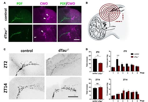 Figure 4 From Role Of Tau Protein In Remodeling Of Circadian Neuronal